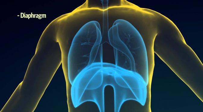 Ini 5 Fakta Paru-paru yang Mungkin Belum Kamu Tahu - Lifestyle Fimela.com