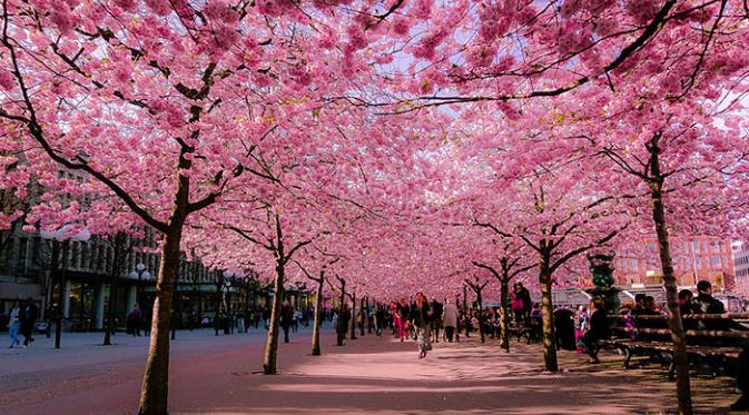 7 Jalan di Dunia yang Dikelilingi Rangkaian Bunga dan Pepohonan ...